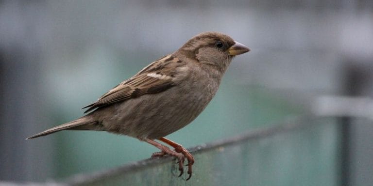 Difference Between Finches and Sparrows: A Birdwatcher’s Guide